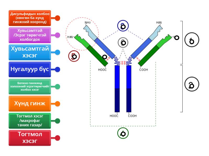 Antibody Structure - Labelled diagram