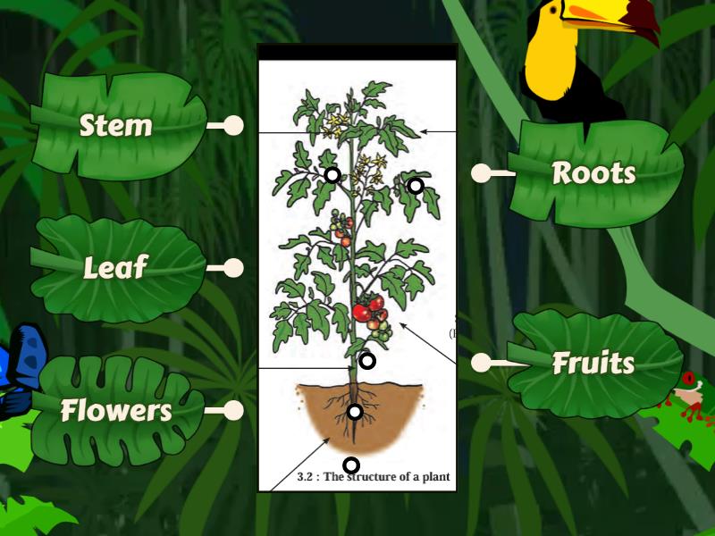 Label the parts of a plant - Labelled diagram