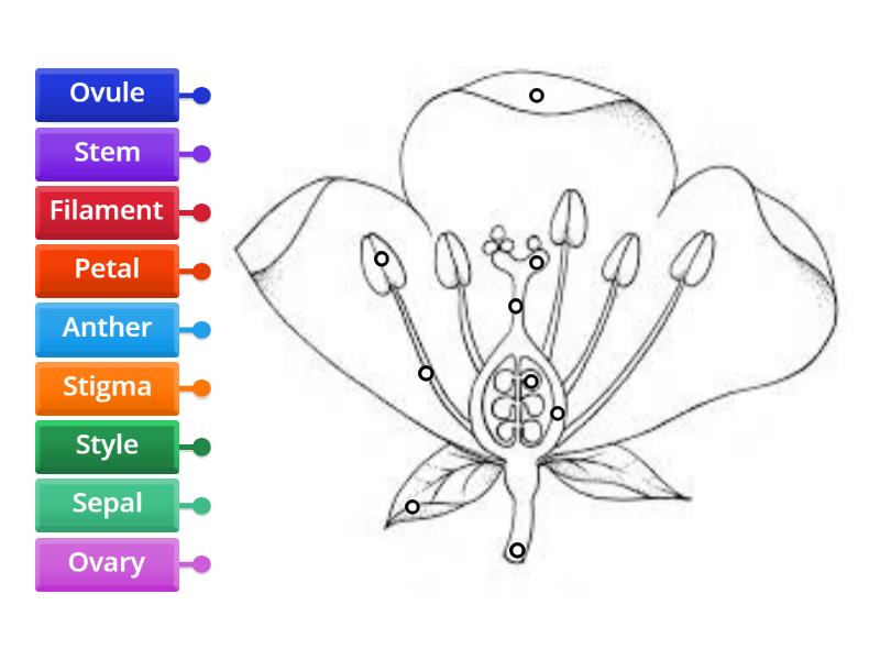 Flower Diagram Labels - Labelled diagram