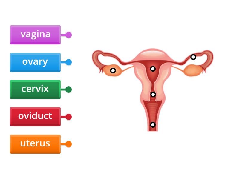Female Reproductive System - Labelled diagram