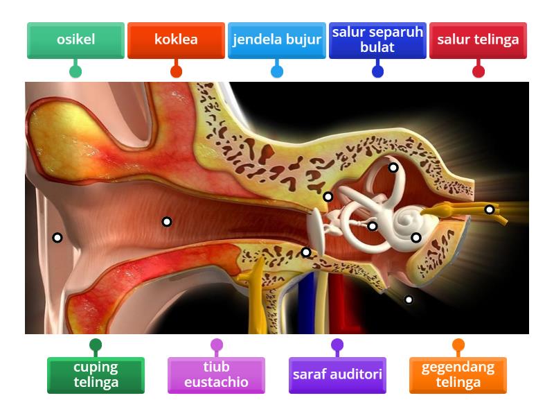 Struktur Telinga - Labelled diagram