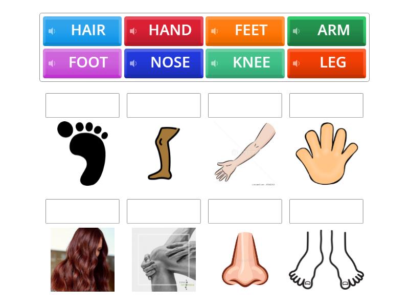 INGLES 2º ANO - BODY PARTS (PARTES DO CORPO) - Match up