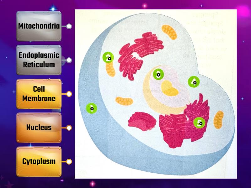 Label the Animal Cell - Labelled diagram