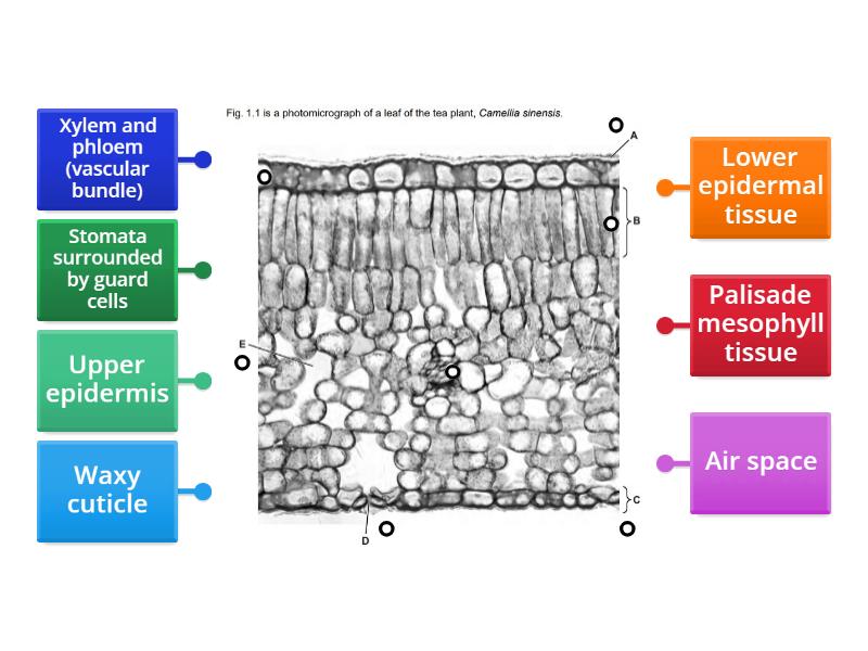 Harder Labelling a leaf - Labelled diagram