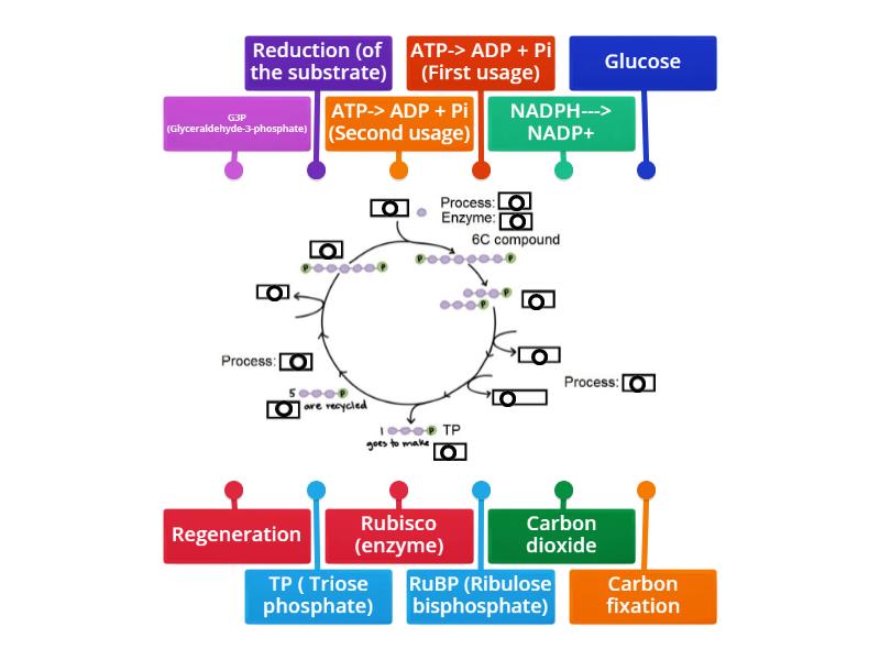 Photosynthesis_03_Calvin cycle - Labelled diagram