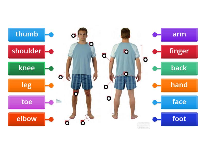 BODY PARTS. Elementary SpeakOut - Labelled diagram