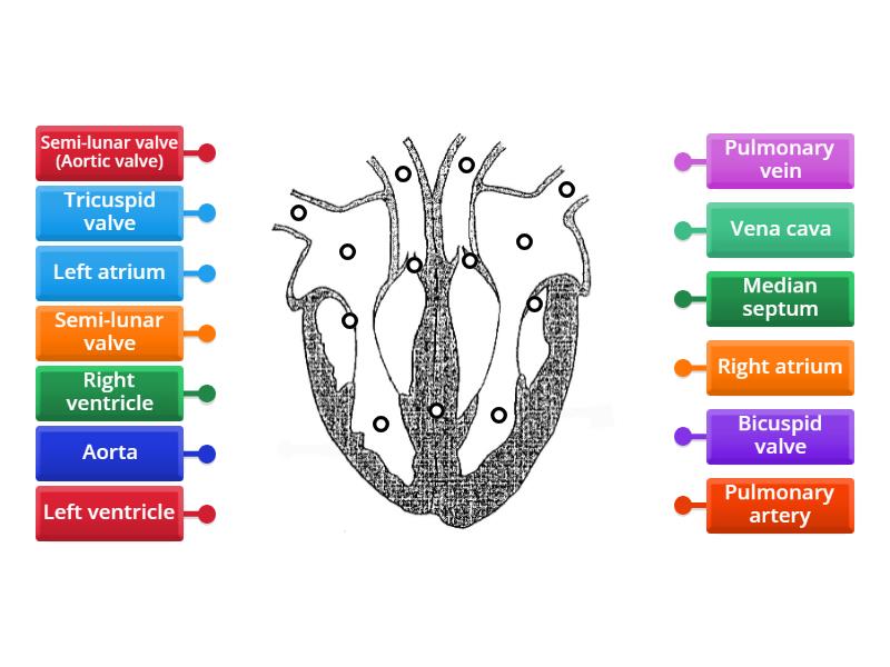Human Heart Structure - Labelled diagram