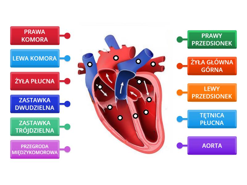 BUDOWA SERCA - Labelled diagram