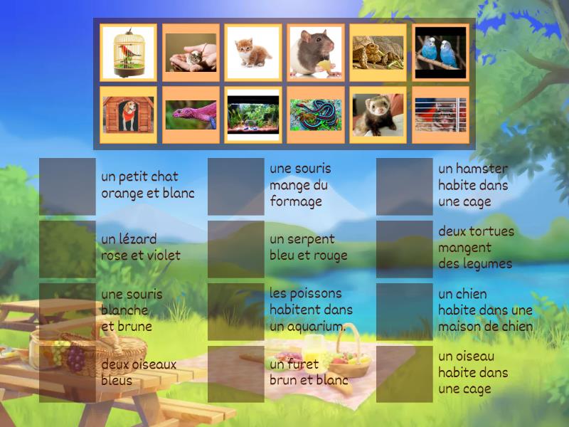 Les animaux de compagnie - Match up
