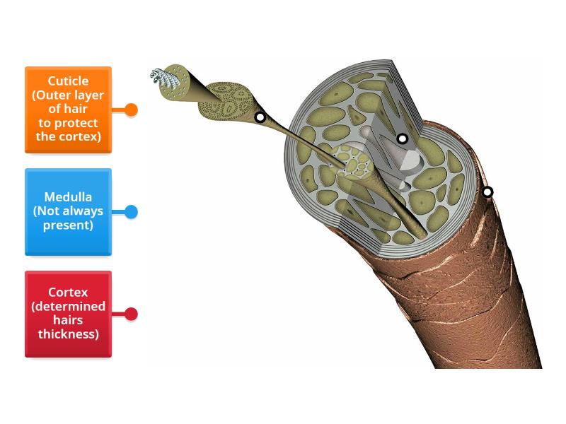 Hair Shaft AP - Labelled diagram