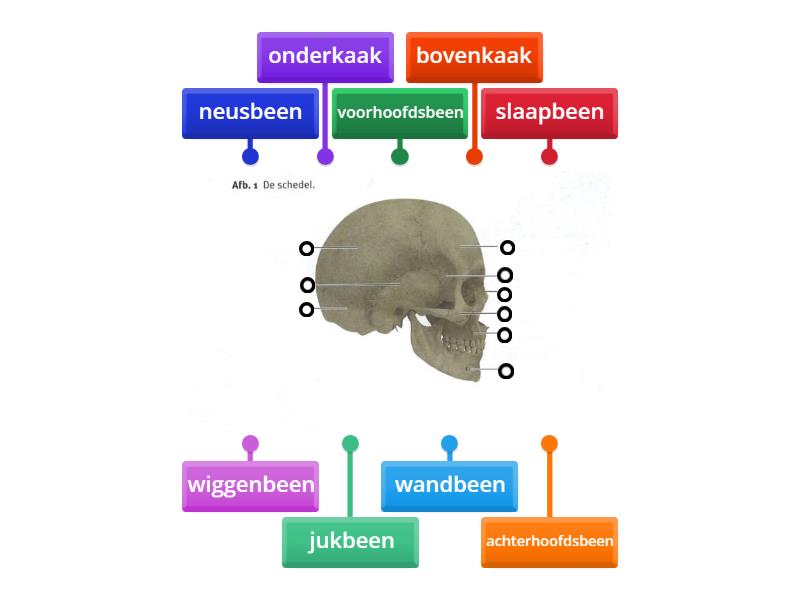 schedel oefenen onderdelen - Labelled diagram