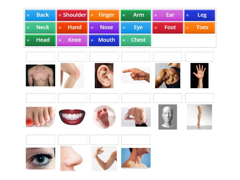 Body Parts - Memory Game - Match up
