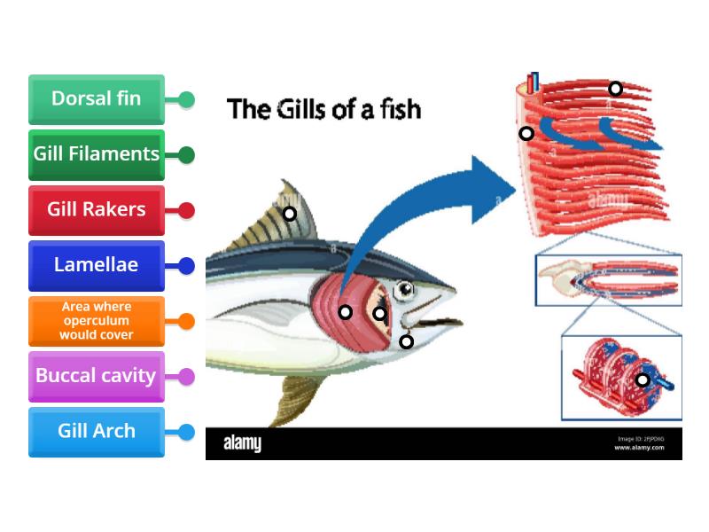 Bony fish - Labelled diagram