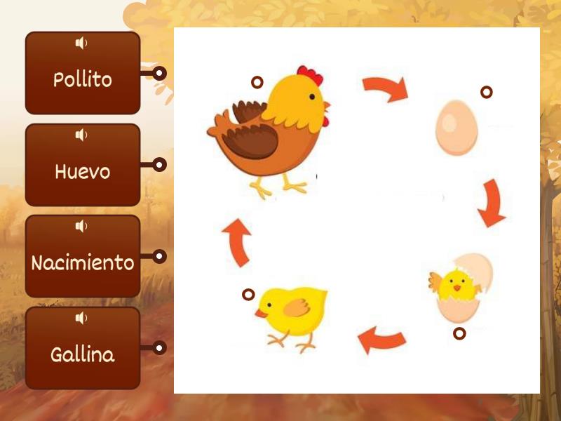 Ciclo de Vida de los Seres Vivos de La Gallina - Diagrama con etiquetas