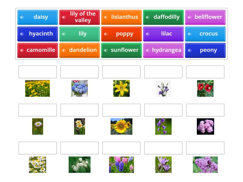 Flowers - Match up