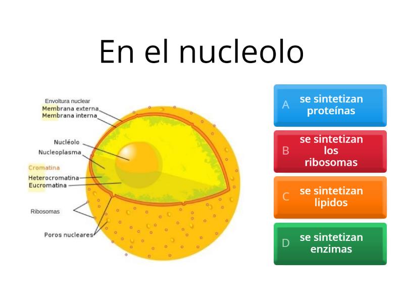 nucleo celular - اختبار تنافسي