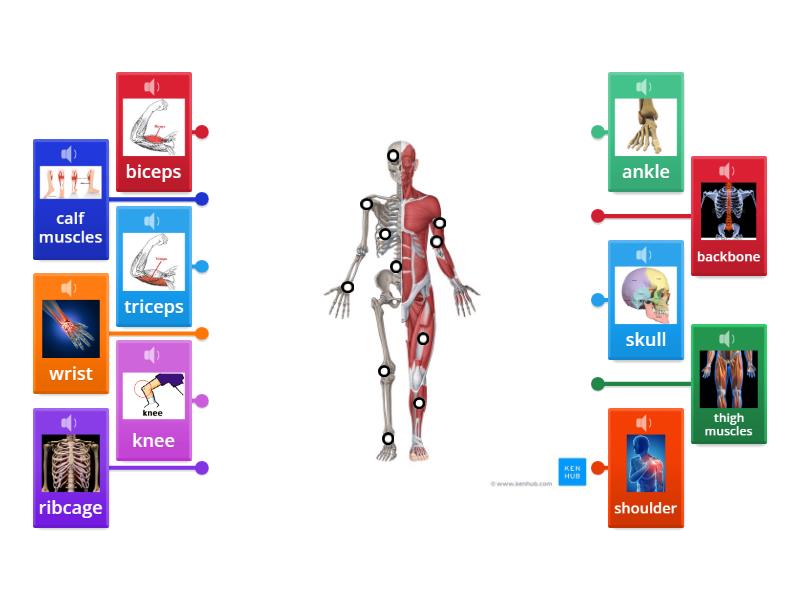 Science/L5/Chapter 2/Muscular&Skeletal Systems - Labelled diagram
