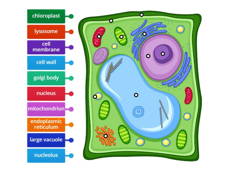 Plant Cell - Labelled diagram