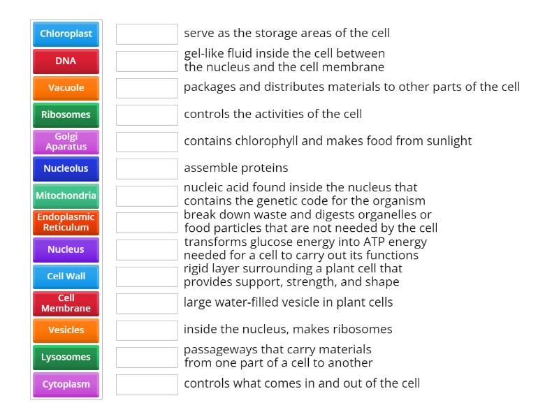 Function of Cell Organelles - Match up