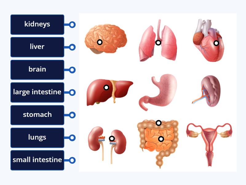 Internal organs - Labelled diagram