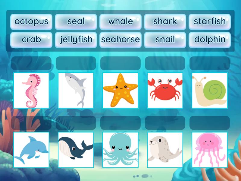Ocean creatures - Match up