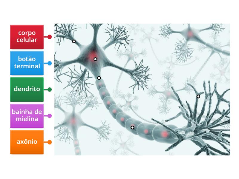 Partes do neurônio - Imagem com legenda