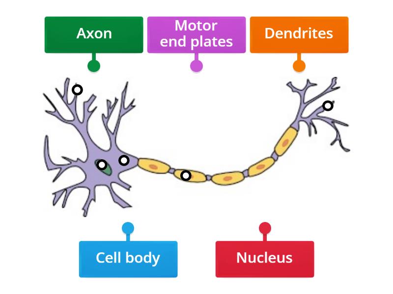 IB Motor neuron - Labelled diagram