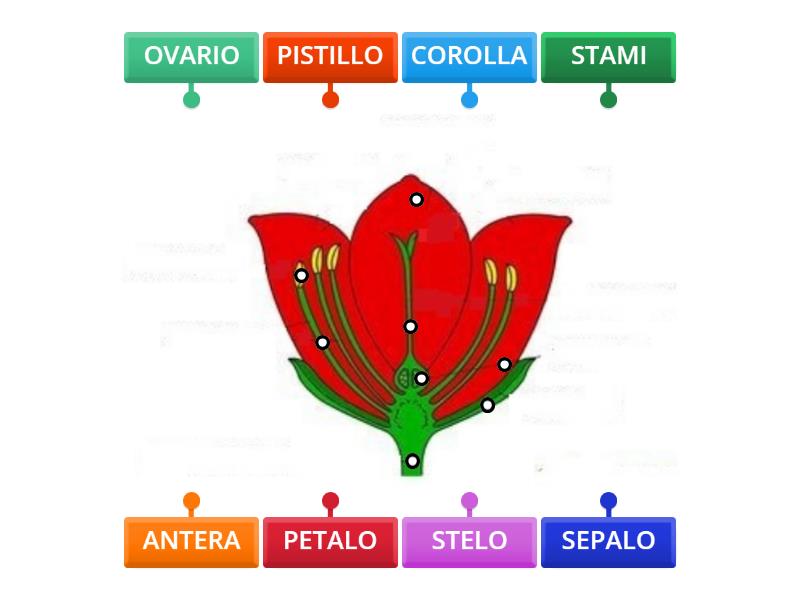 LE PARTI DEL FIORE - Labelled diagram