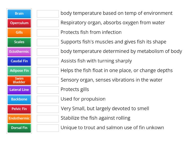 Fish Anatomy - Match up