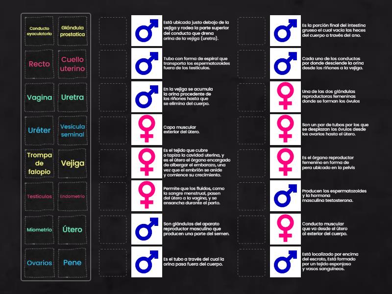 Organos reproductores (Masculino o Femenino) - Match up