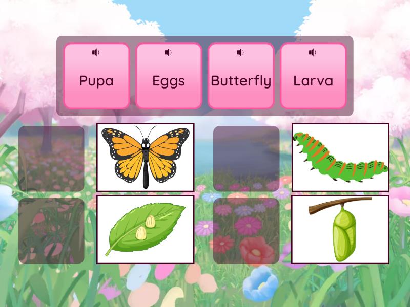 (Butterfly Life Cycle) - Match up