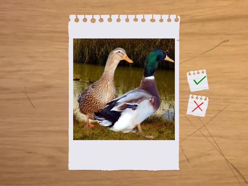 Les animaux de la ferme - Flash cards