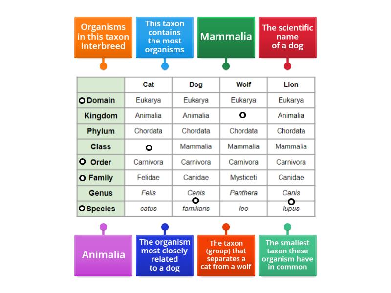 Classification: Taxonomy - Diagrama con etiquetas