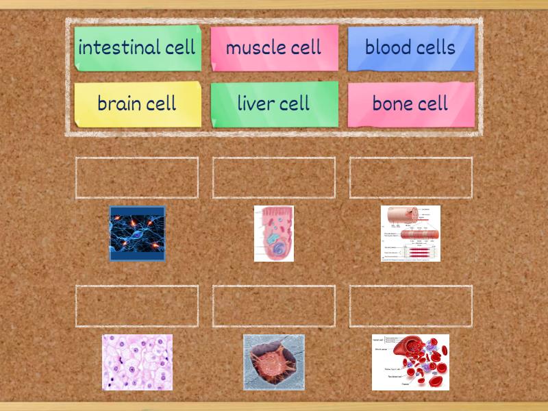 Match the cells to their picture - Match up