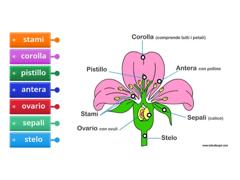IL FIORE E LE SUE PARTI - Labelled diagram