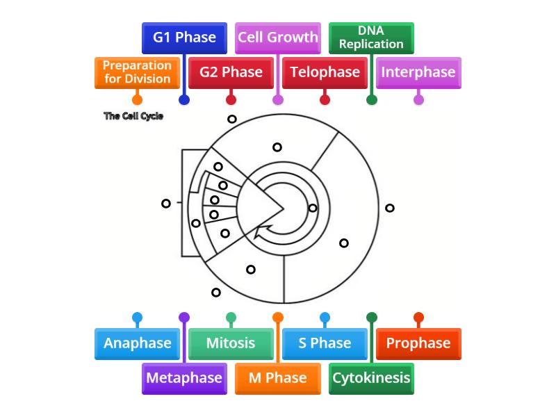 Cell Cycle - Labelled diagram