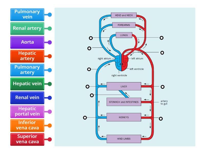 Blood vessels in the human circulatory system - Labelled diagram