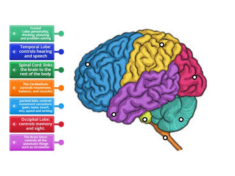 Brain Label quiz - Labelled diagram