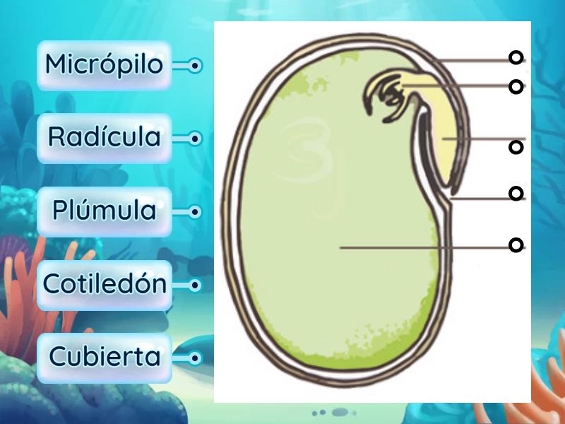 Estructura de la semilla - Labelled diagram