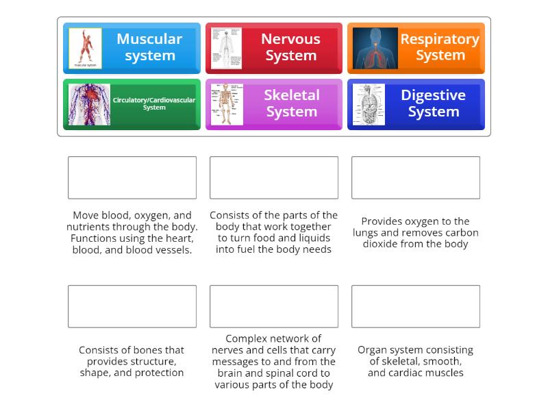 Body Systems Match - Match up