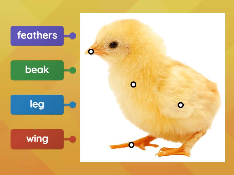 Chick parts - Labelled diagram