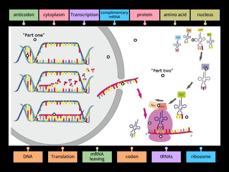 Protein Synthesis Labeling - Labelled diagram