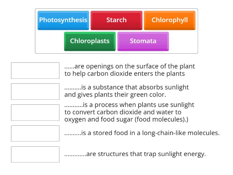 Topic 8 Lesson 2 How Plants Make Food - Match up
