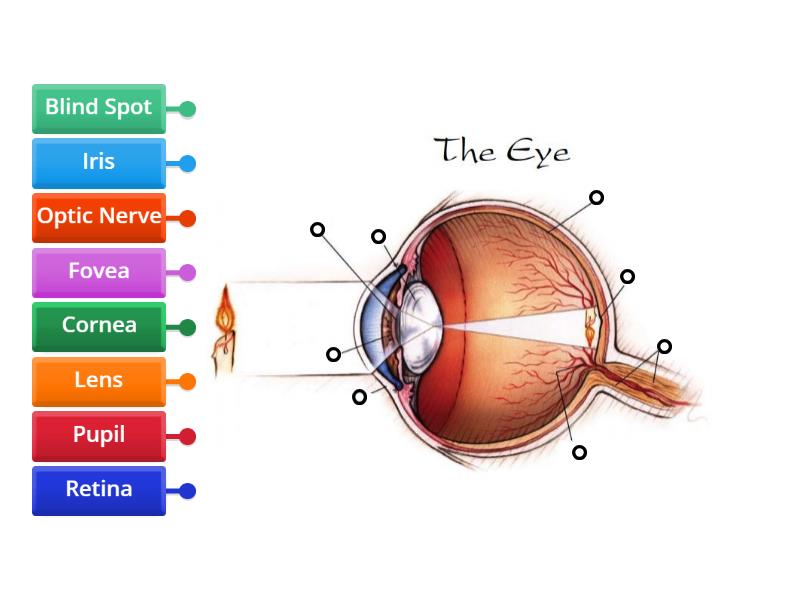 Label the Eye - Labelled diagram