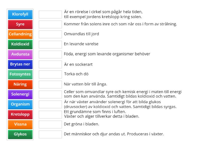 Fotosyntes och cellandning - Matcha upp