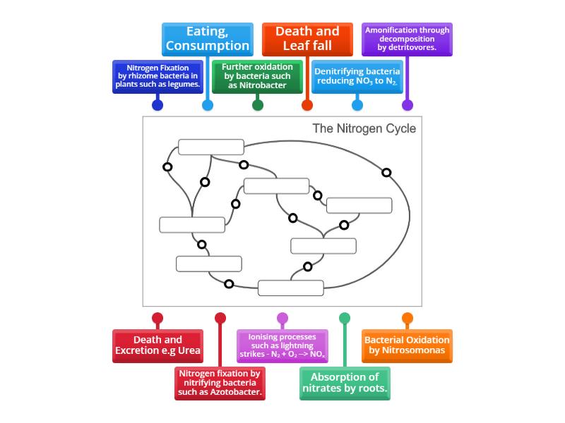 Nitrogen Cycle Process Arrows - Labelled diagram