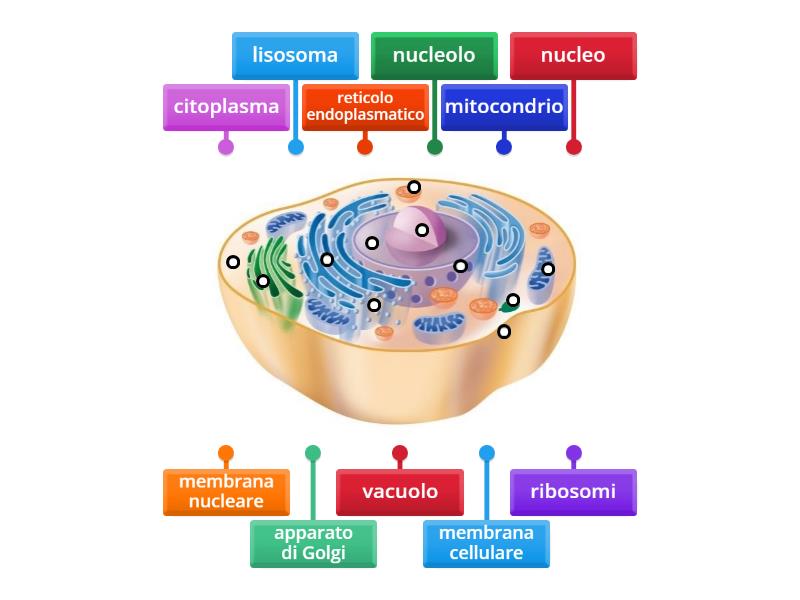 Cellula animale: completa lo schema - Labelled diagram