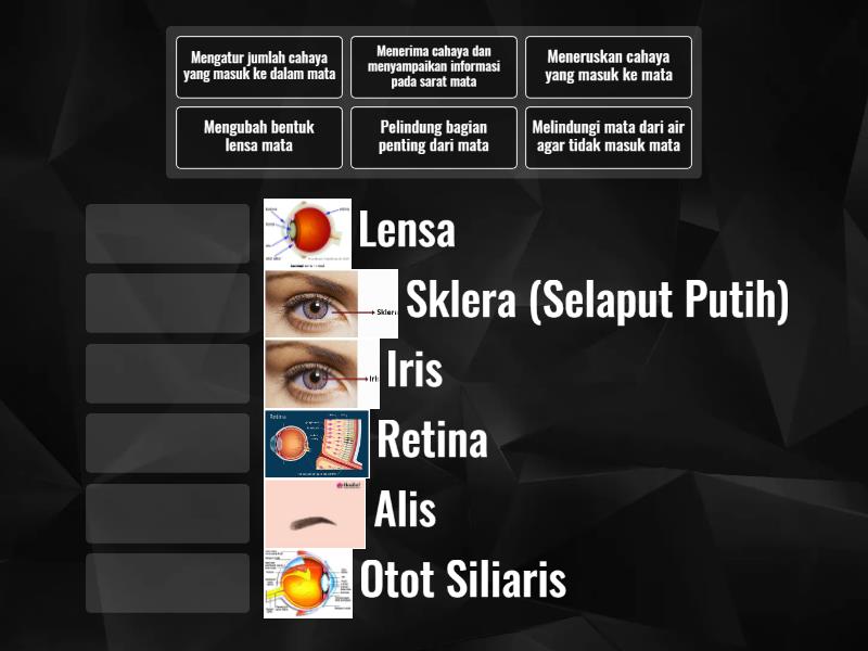 BAGIAN MATA DAN FUNGSINYA (IPAS KELAS V) - It's a Match