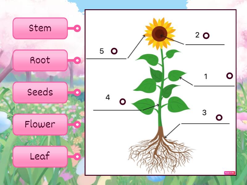 Parts of a plant - Labelled diagram