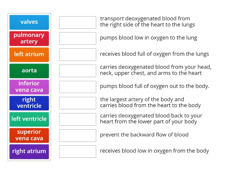 Structure of the heart - Match up